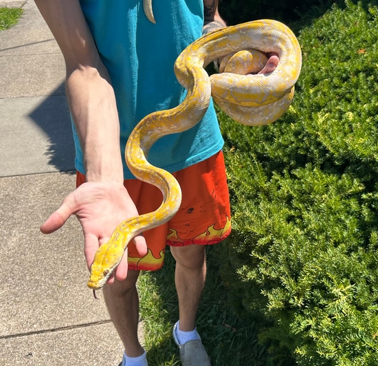 43% Kalatoa 7% Jampea Albino Dwarf Reticulated Python by SATOO