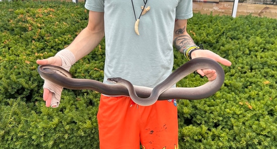 Adult Southern Black White Lipped Python White-Lipped Python by SATOO