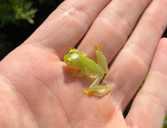Glass Tree Frogs Glass Frog by SATOO