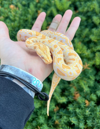 Baby Albino Het Green Patternless Burmese Python by SATOO