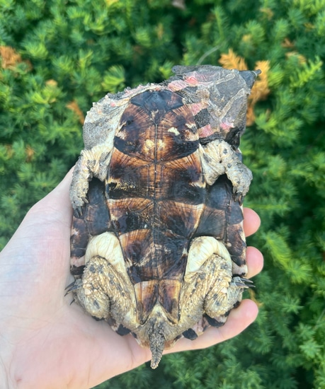 6” Mata Mata More Turtle by SATOO
