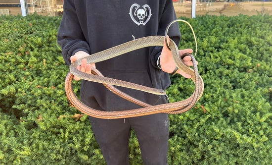 10’7” ENORMOUS White-Bellied Ratsnake (Ptyas Fusca) More Colubrid by SATOO