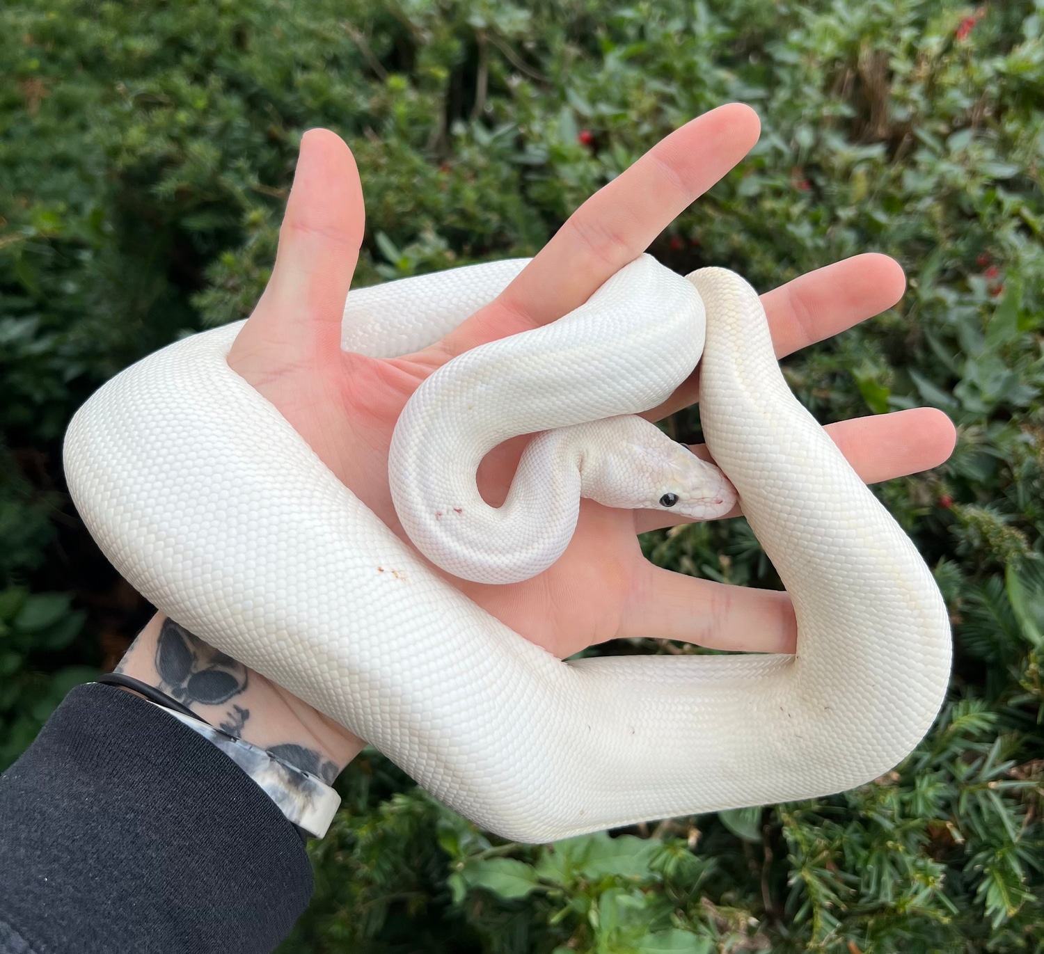 Adult Blue Eyed Lucy Ball Python