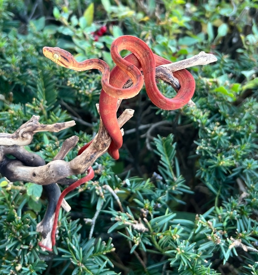 Baby Red Amazon Tree Boa by SATOO