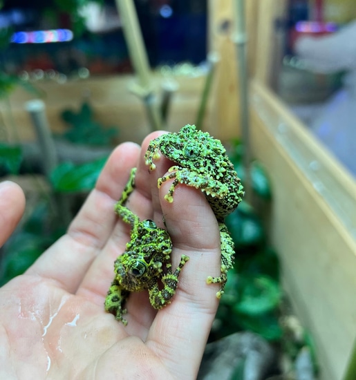 Sub-Adult Vietnamese Mossy Frogs by SATOO
