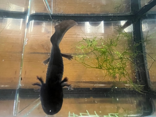 Black Melanoid Axolotl by SATOO
