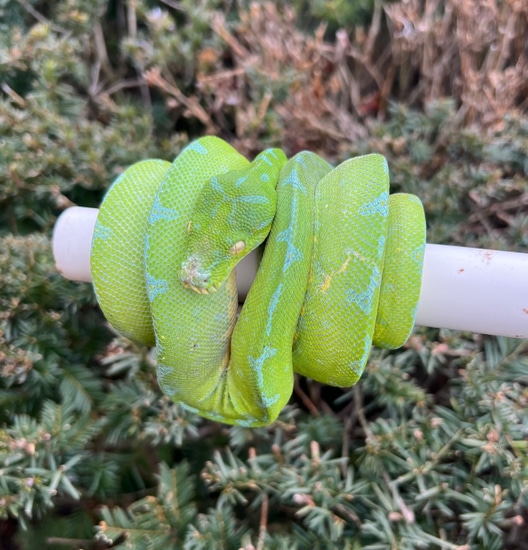 High Blue Jayapura Green Tree Python by SATOO
