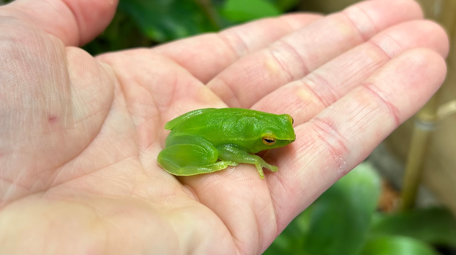 Hatchet-Faced Tree Frogs