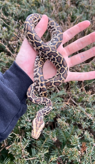 Baby Het Albino/Green Patternless Burmese Burmese Python by SATOO