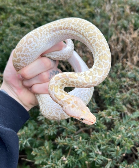 Baby Hypo Granite Het Pearl Albino Burmese Python by SATOO