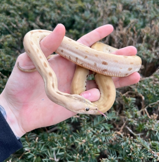 Baby Green Patternless Het Albino Burmese Python by SATOO