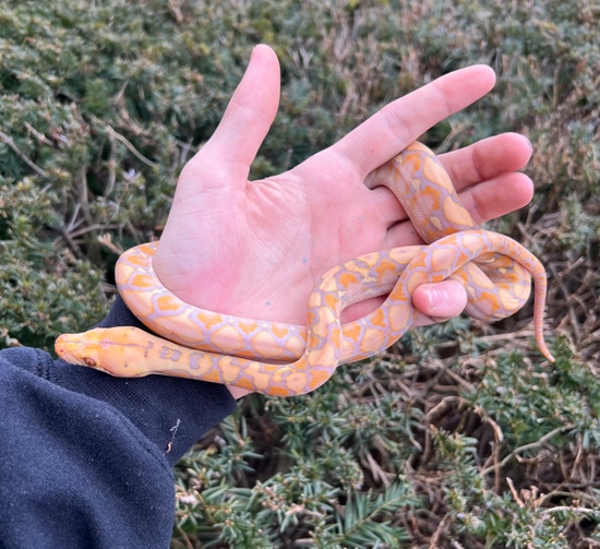 Baby Albino Reticulated Python by SATOO