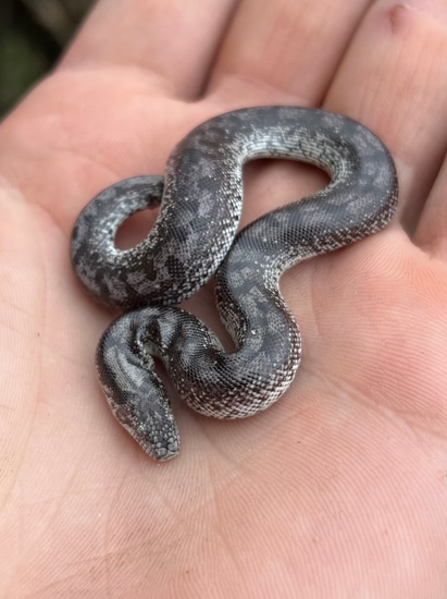 Baby Black Russian Sand Boas by SATOO