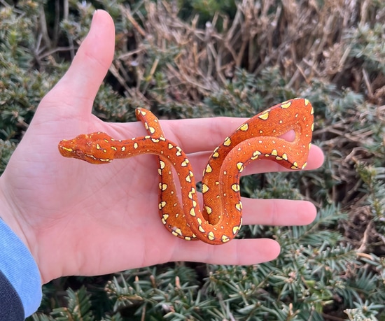 Orange Biak Green Tree Python by SATOO