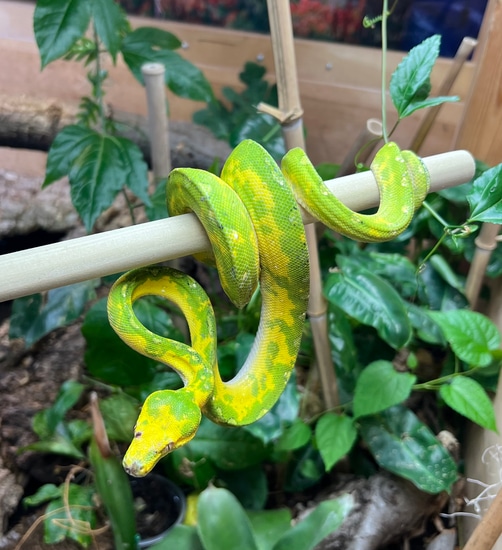 Sub Adult Biak Green Tree Python by SATOO