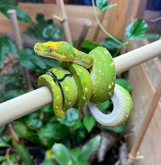 Sub-Adult Biak Green Tree Python by SATOO