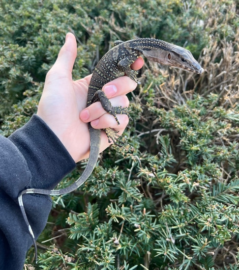 Juvenile Black Roughneck Black Roughneck Monitor by SATOO