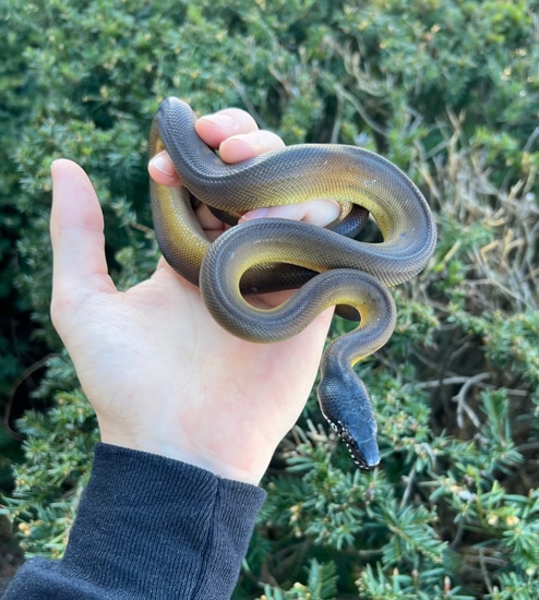 Sub-Adult Northern White Lipped Python White-Lipped Python by SATOO