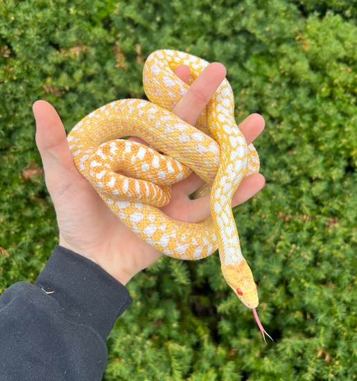 Adult Albino Applegate Gopher Snake EASTER WEEKEND SALE! by SATOO