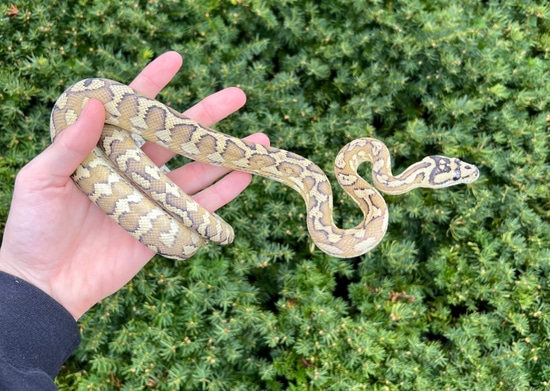 Juvenile Caramel Carpet Python Coastal Carpet Python by SATOO