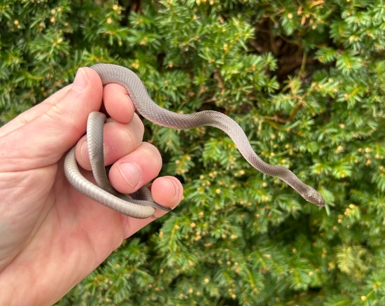 Sub-Adult Black House Snakes by SATOO