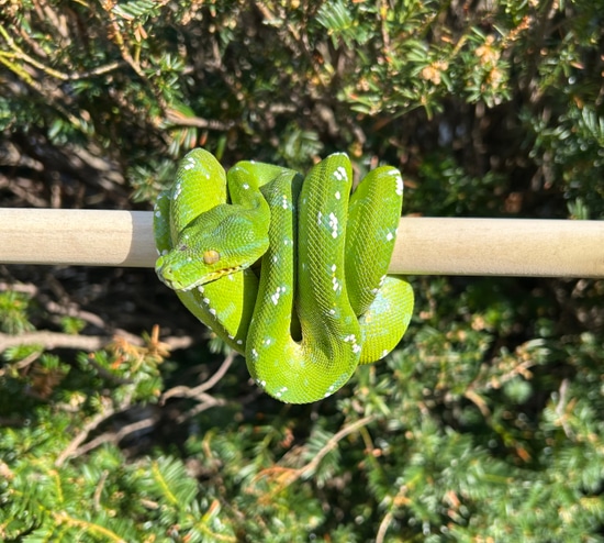 Adult Aru Green Tree Python by SATOO