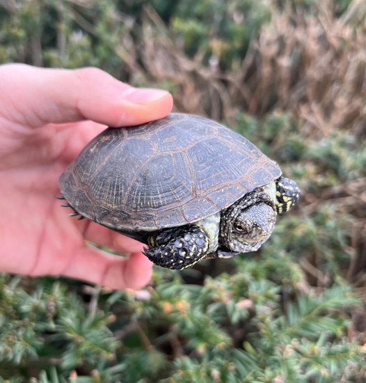 Sub-Adult European Pond Turtle by SATOO