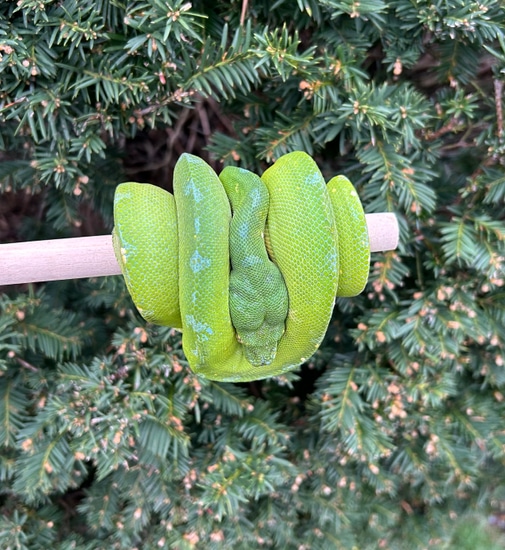 Adult Sorong Green Tree Python by SATOO