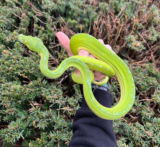 Adult Sorong Green Tree Python by SATOO