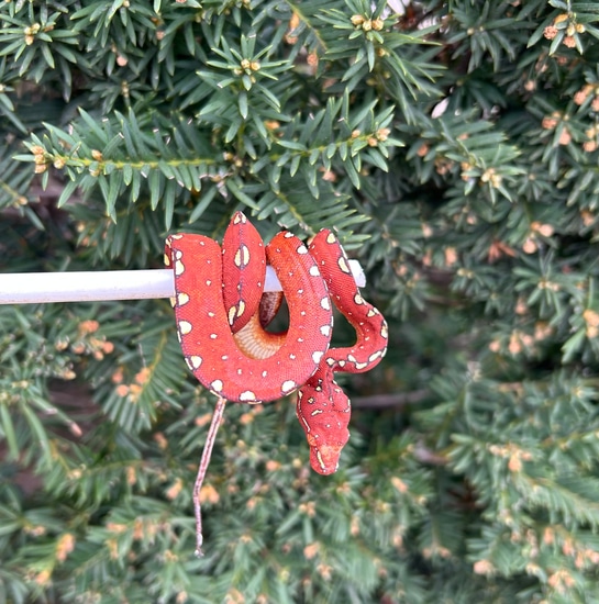 Maroon/Red Biak Green Tree Python by SATOO