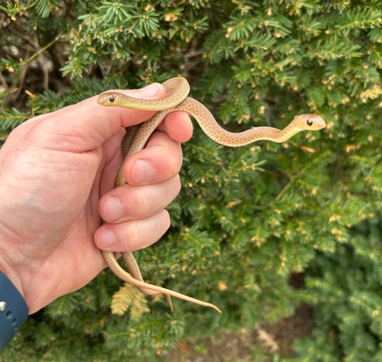 Baby Rufus Beaked Snakes More Colubrid by SATOO