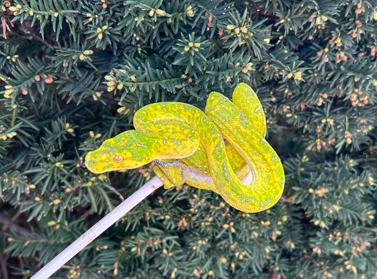 Juvenile Biak Green Tree Python by SATOO