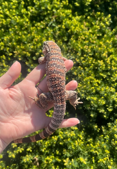 Baby Red Tegu Argentine Tegus by SATOO