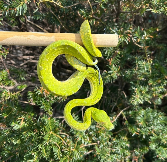 Sub-Adult Biak Green Tree Python by SATOO