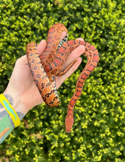 Adult Classic Corn Snake by SATOO