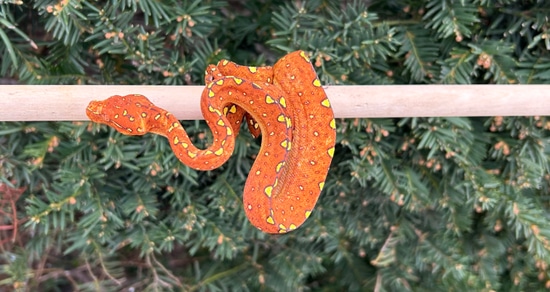 Baby Red/Orange Biak Green Tree Python by SATOO