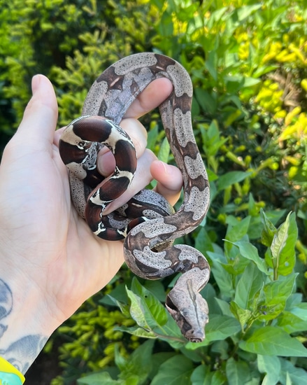Small Guyana Boas True Red-Tailed Boa Constrictor by SATOO