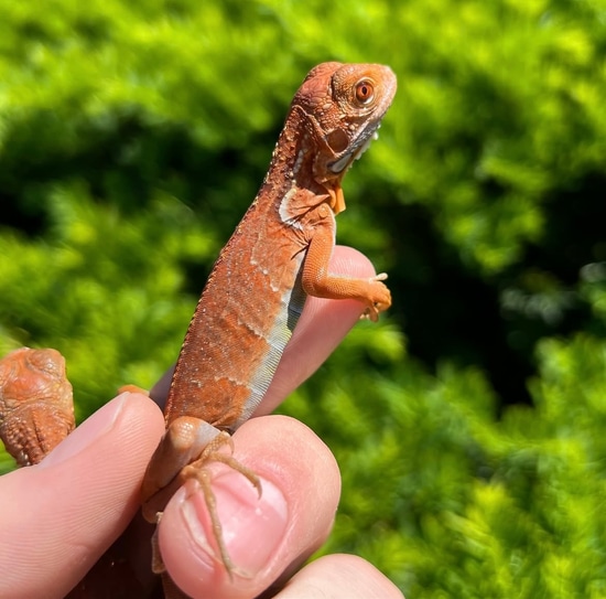 Baby Orange Sunburst Zero Iguana Green Iguana by SATOO