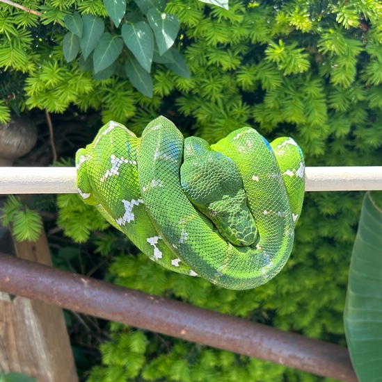 Adult Emerald Tree Boa Northern Emerald Tree Boa by SATOO