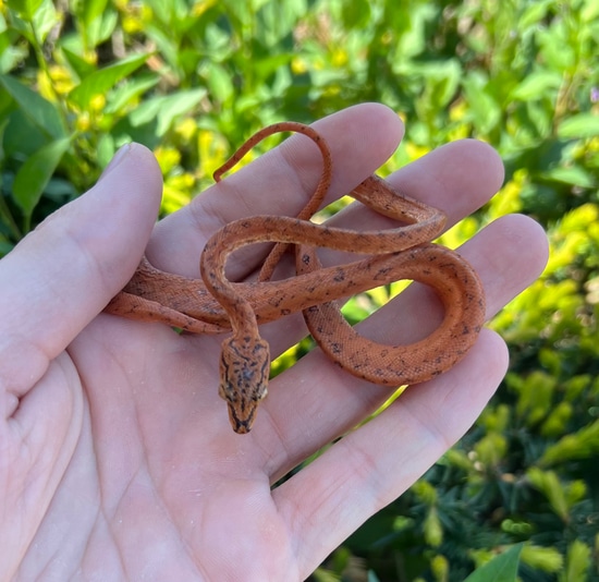 Baby Colored Amazon Tree Boa by SATOO