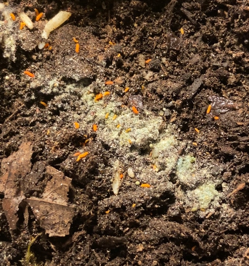 Neanura Growae (Florida Orange Springtails) More Invertebrate by ...