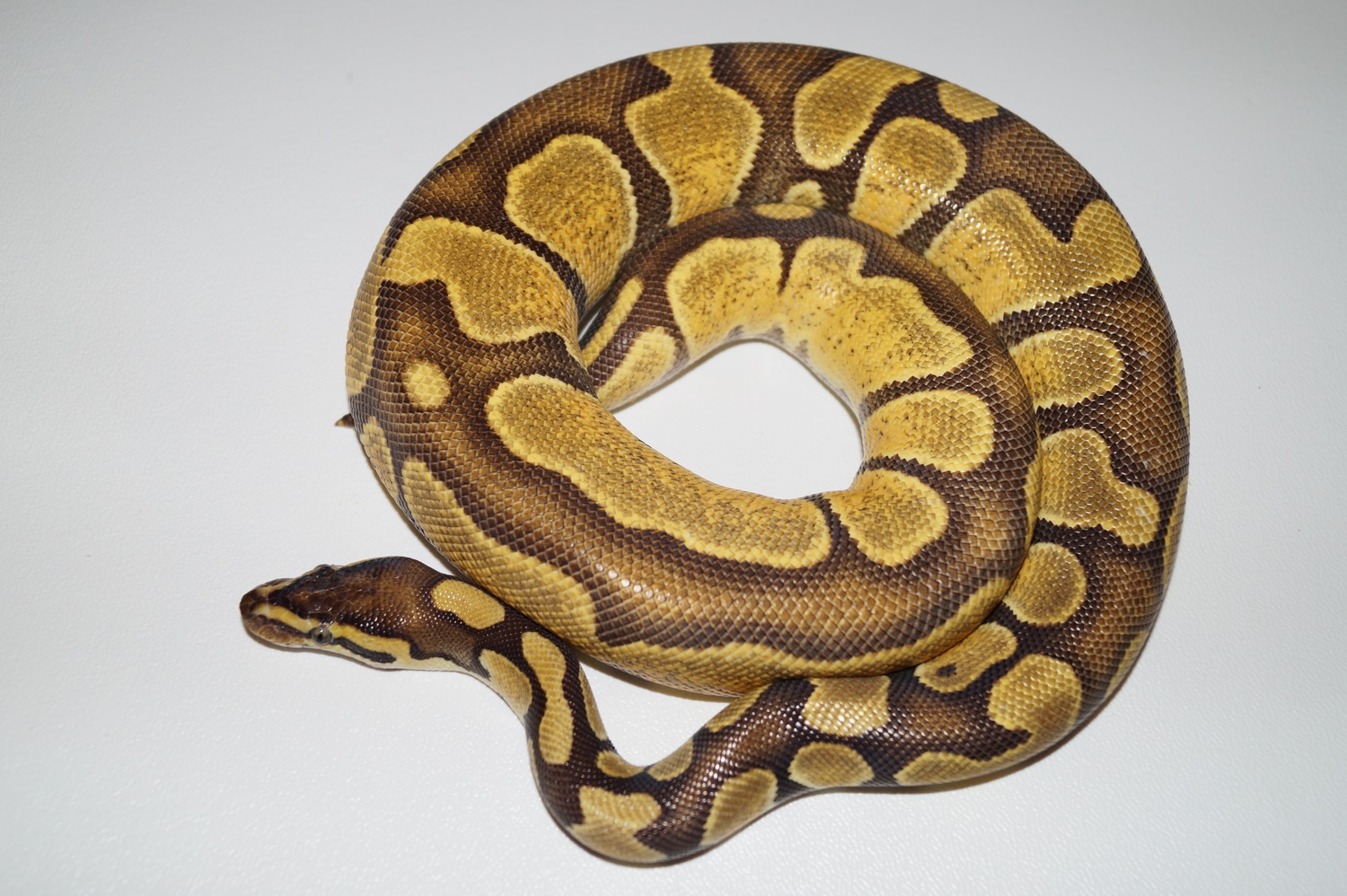 Enchi Sugar Het Pied Ball Python by Sauerland Ballpythons - MorphMarket