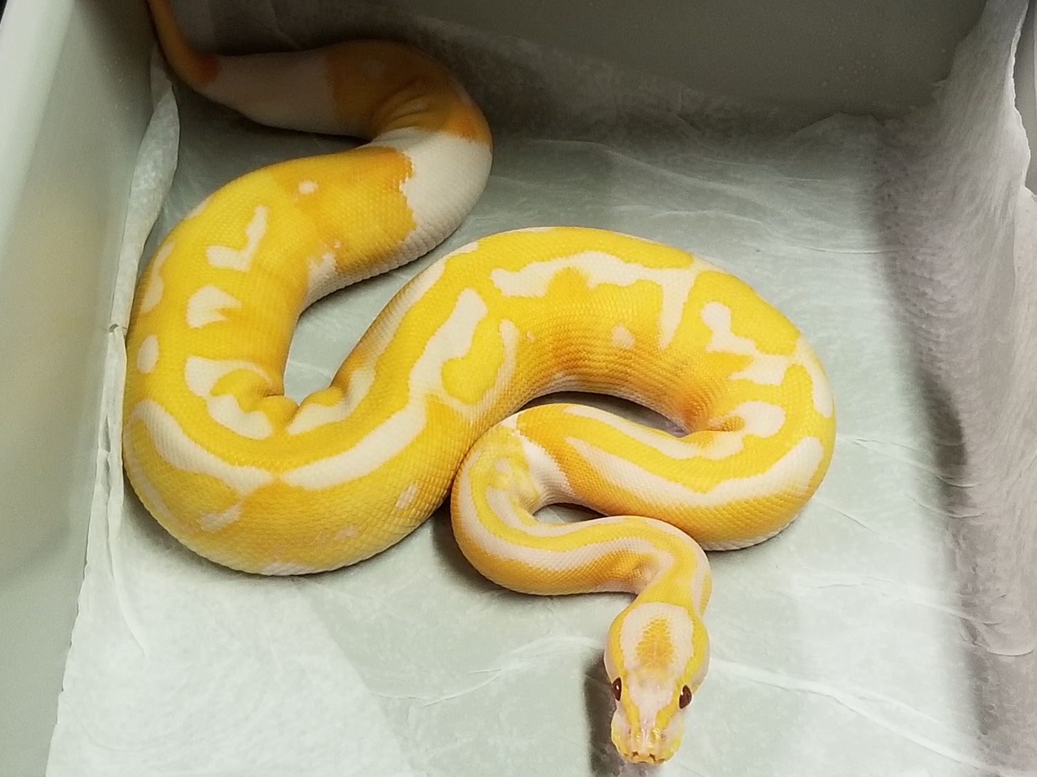 Dreamsicle Ball Python by Savage City Pythons - MorphMarket