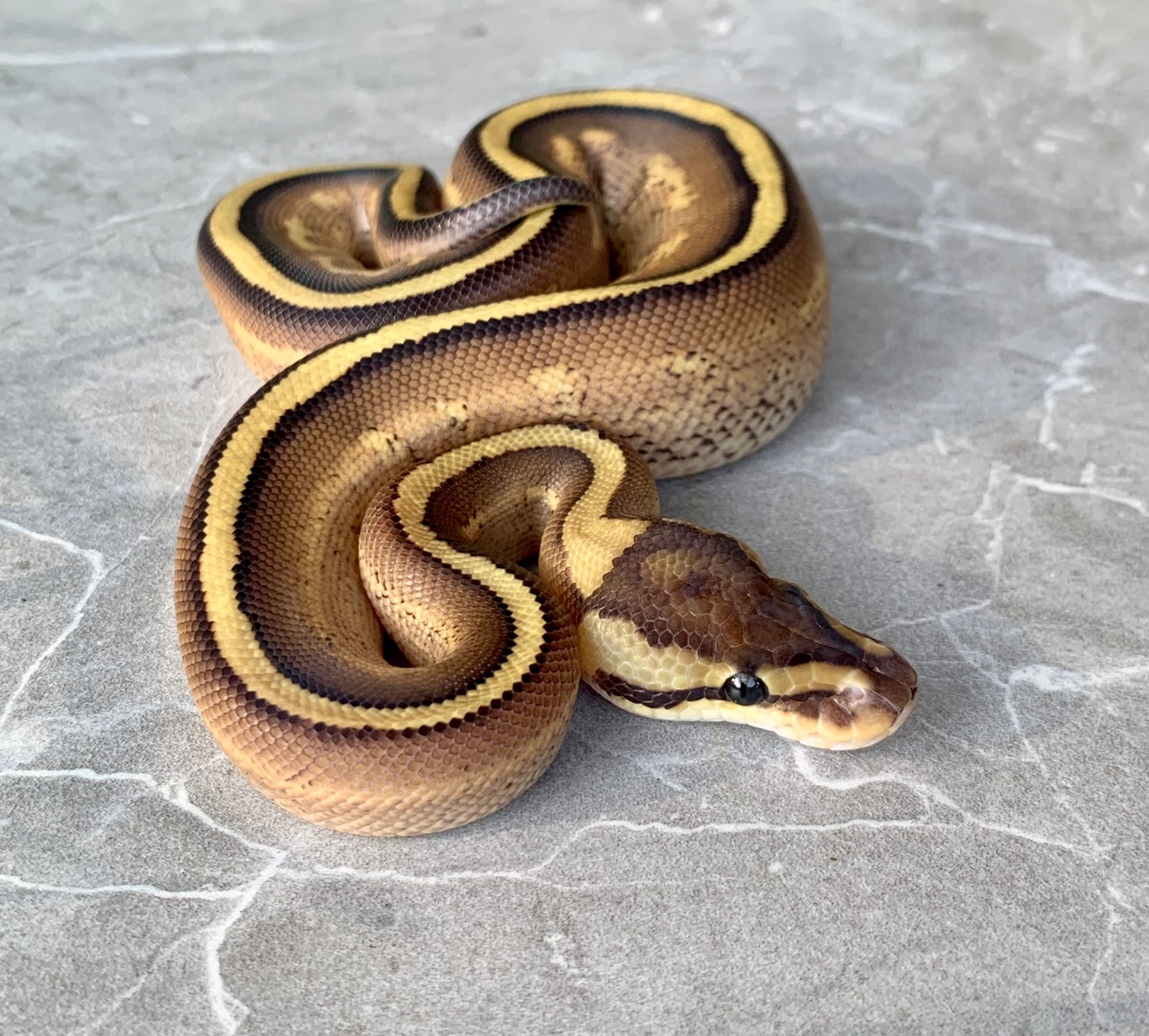 Super Stripe Het TSK Axanthic Ball Python by Savage Constrictors ...