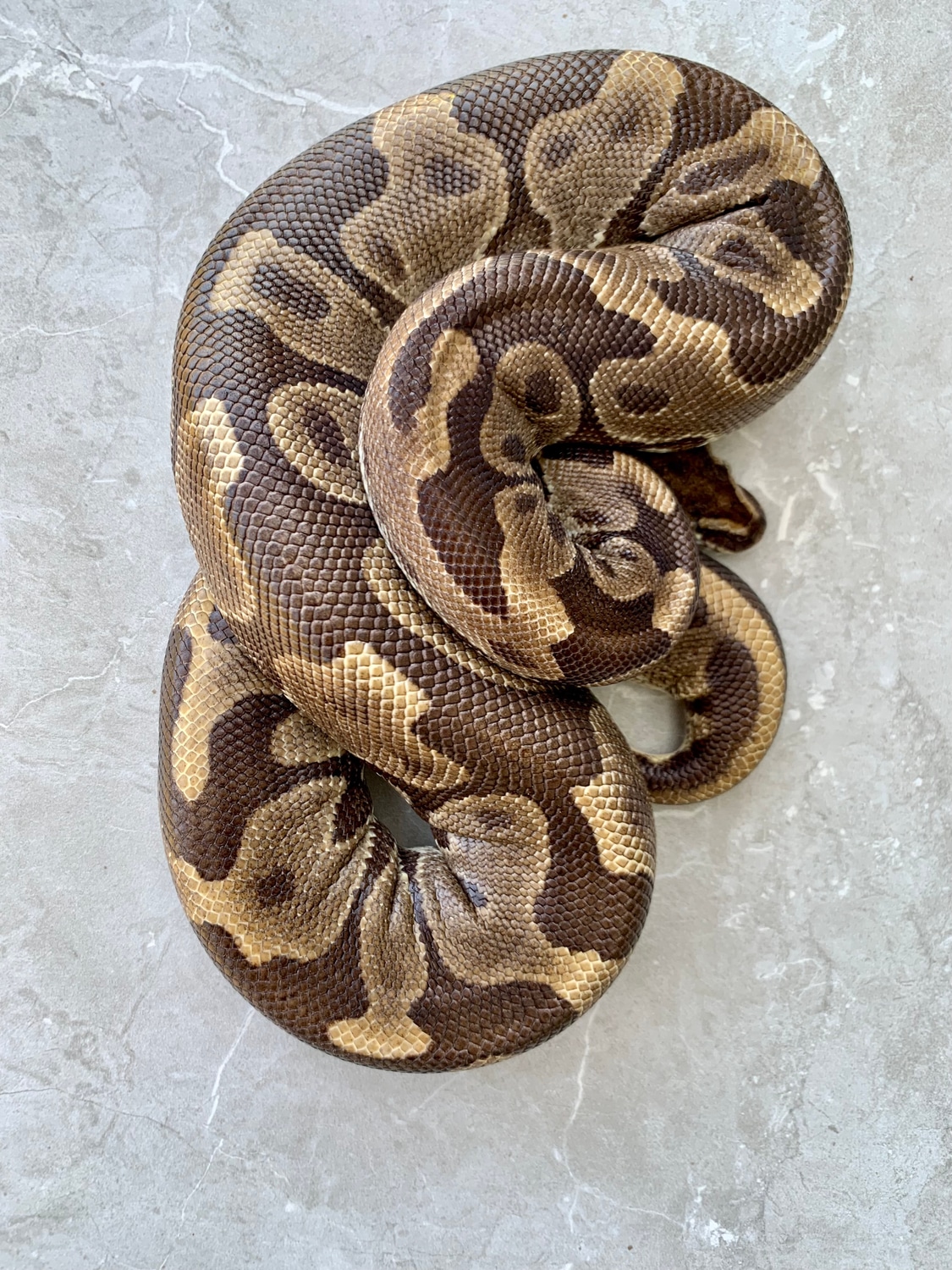 Enchi Leopard PH Pied Ball Python by Savage Constrictors - MorphMarket