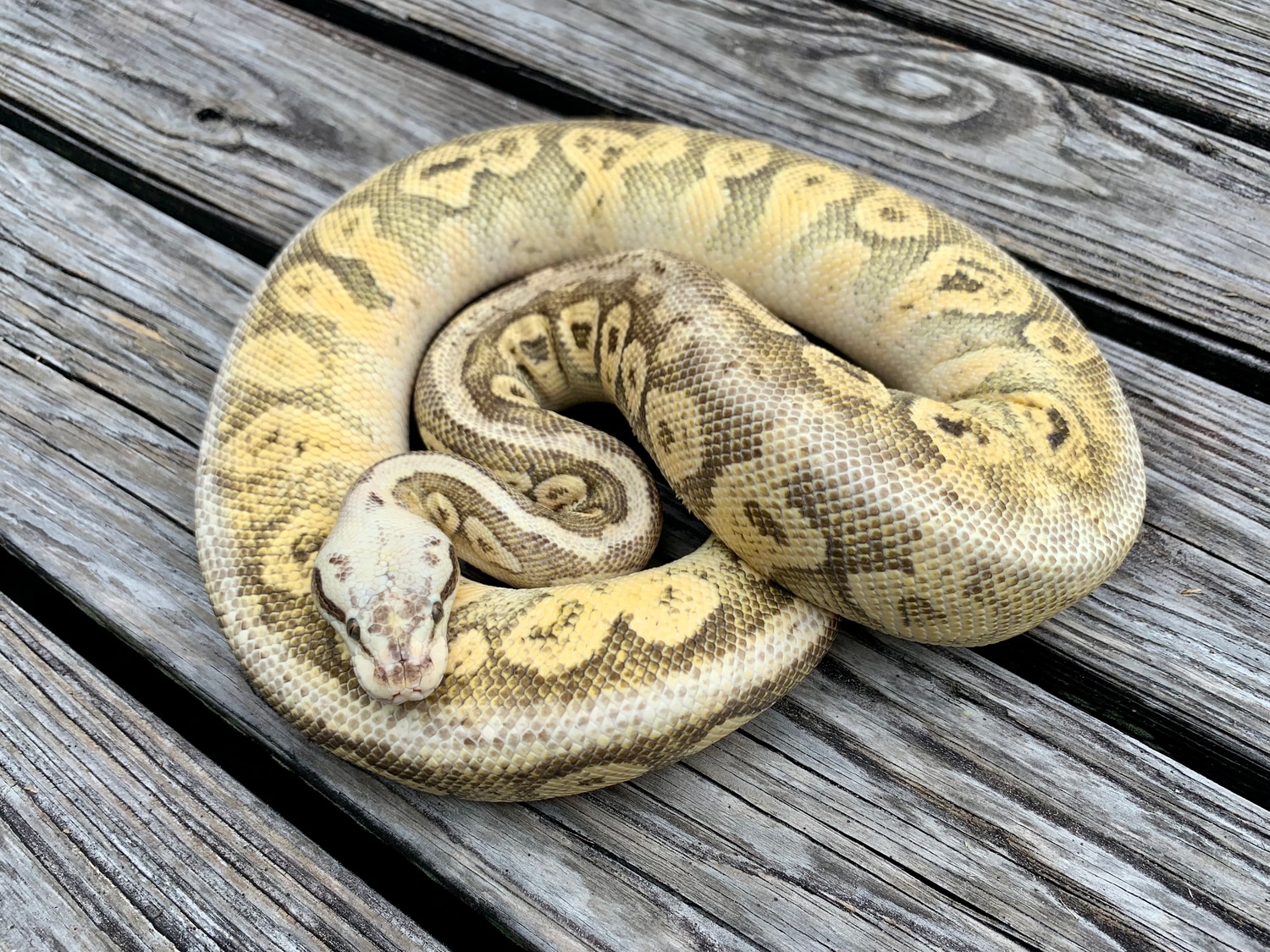 JULY SALE Super Citrus Pastel Vanilla Ball Python by Savage ...