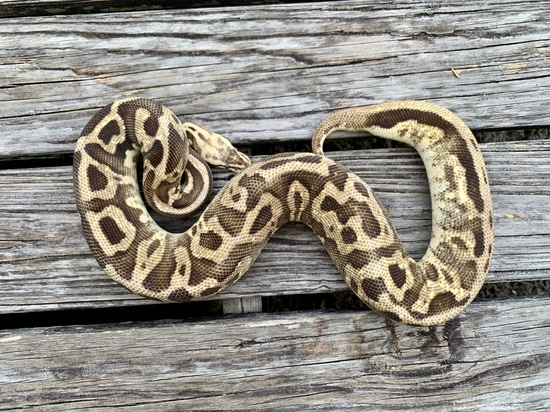 SALE Firefly Leopard Het Pied Ball Python by Savage Constrictors