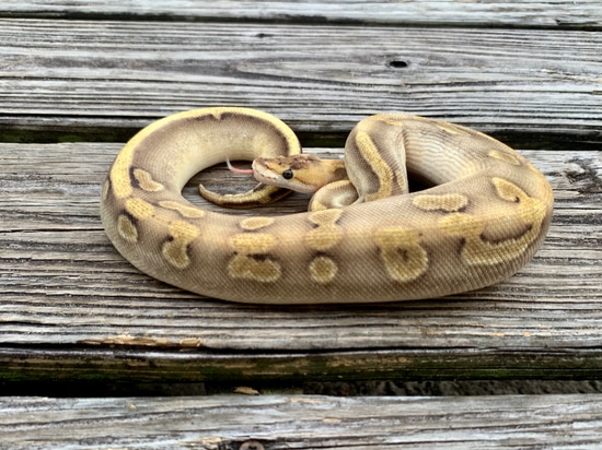 Enchi Champagne Ball Python by Savage Constrictors