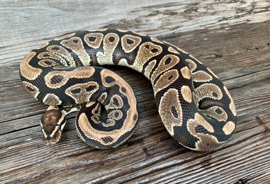 Gravel Ball Python by Savage Constrictors
