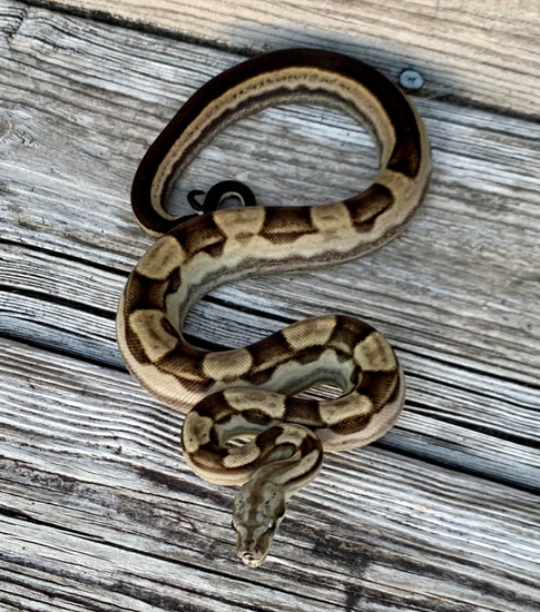 Motley DH VPI BEA Boa Constrictor by Savage Constrictors